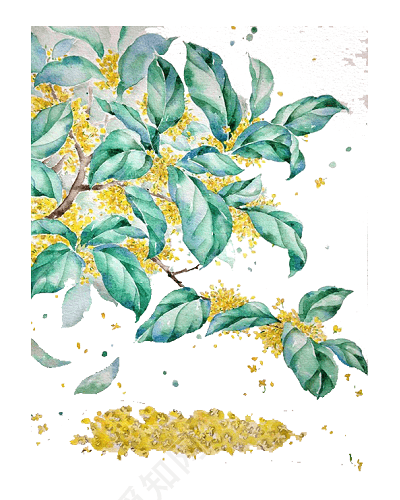 桂花树简笔画怎么画 简单 儿童画 大山谷图库