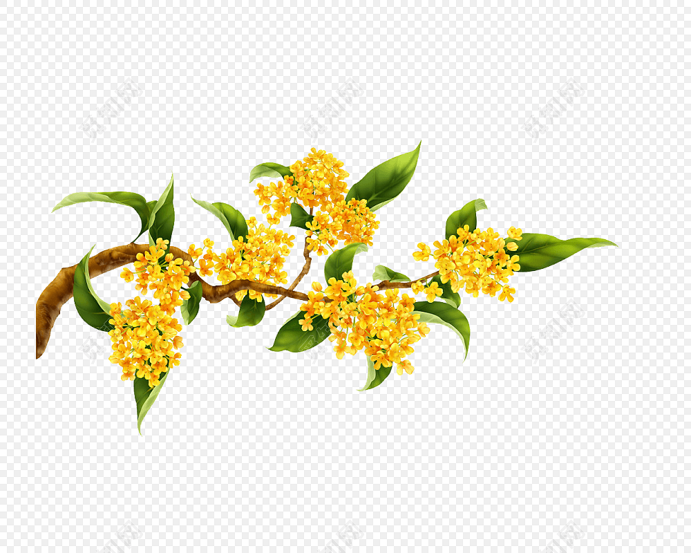 桂花素材 桂花手绘素材 迎春花素材 大山谷图库