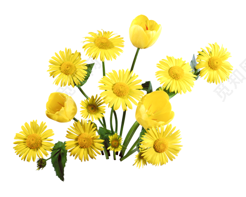 菊花素材免费下载 觅知网