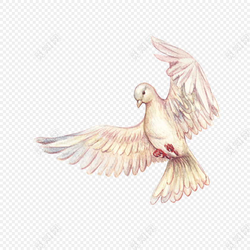 鸽子插画素材 鸽子插画 伤感说说吧