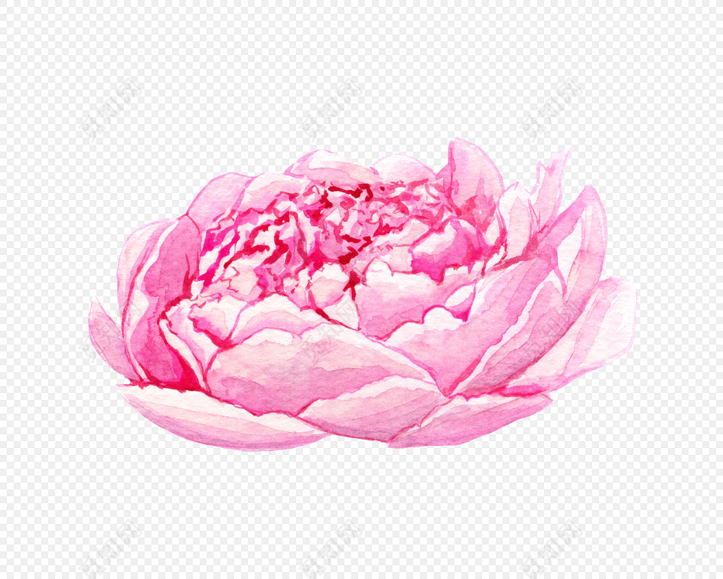 木芙蓉手绘 木芙蓉简笔画 木芙蓉图片 第4页 大山谷图库