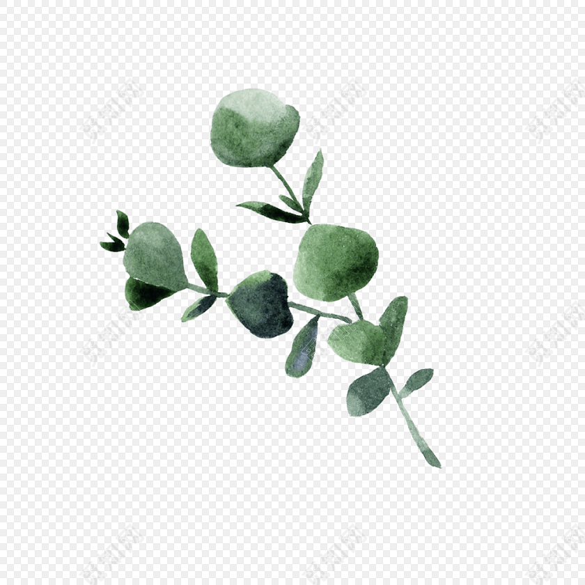 尤加利叶图片 尤加利花 尤加利叶简笔画 大山谷图库