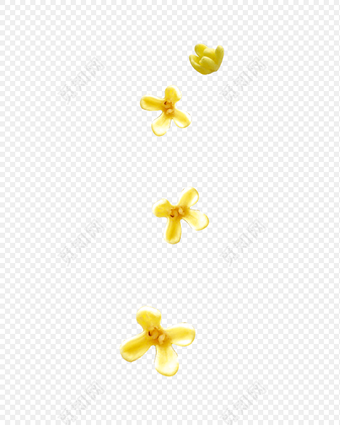桂花花瓣素材 桂花素材 桂花花瓣 第4页 大山谷图库