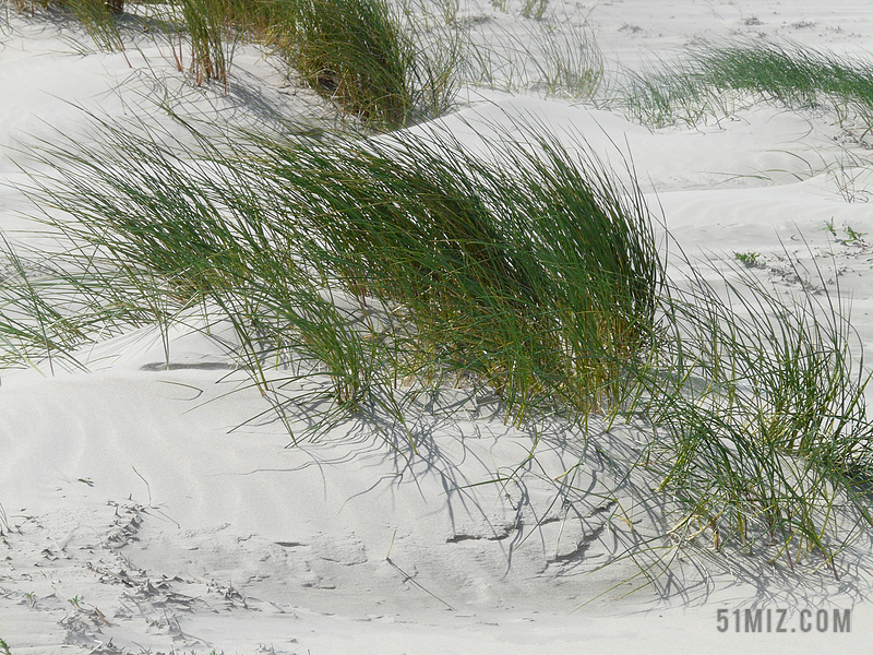 沙丘 北海 海 海滩 沙 marram 草 ammophila图片免费下载 觅知网